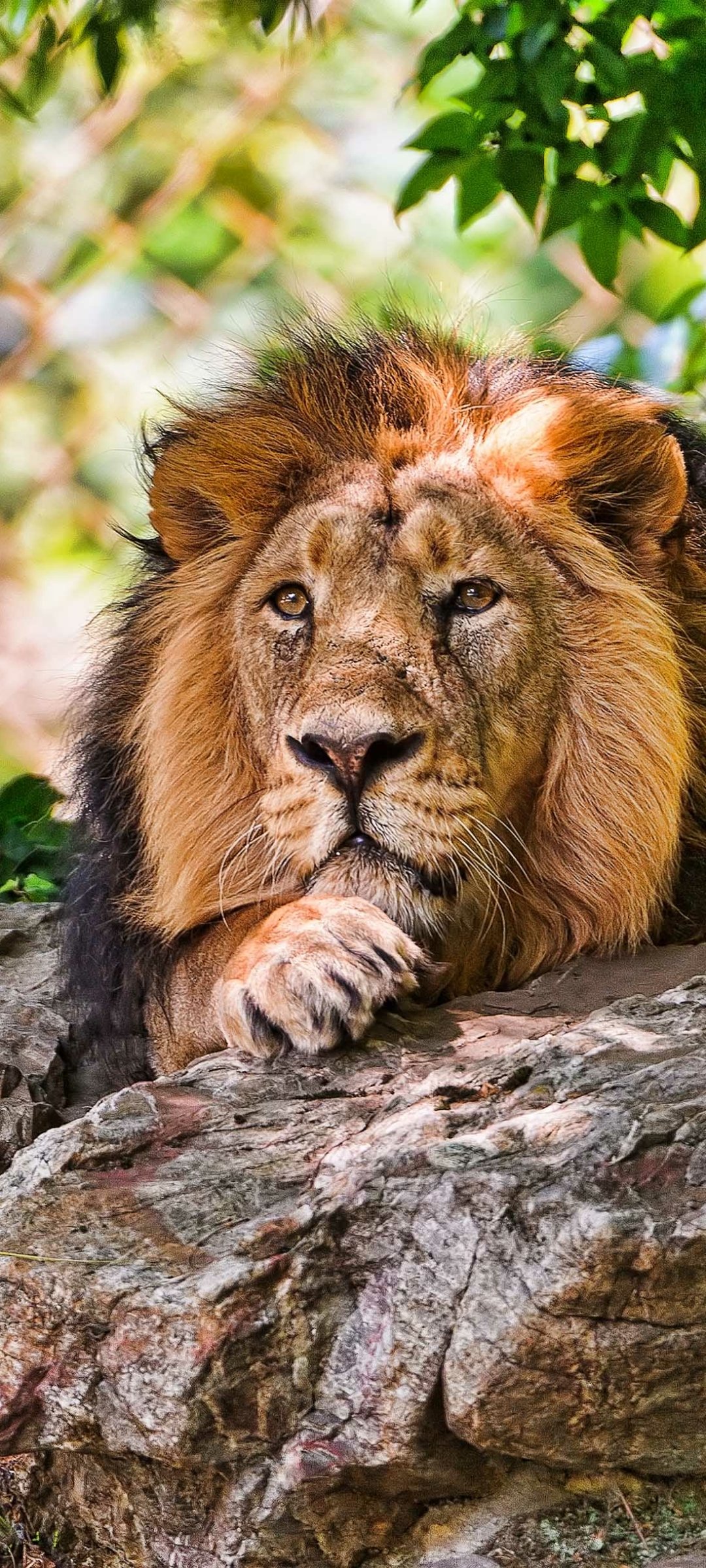 Lion Phone Wallpapers