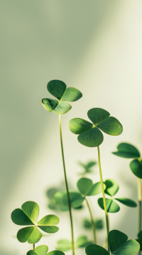 Clover - Desktop Wallpapers, Phone Wallpaper, PFP, Gifs, and More!