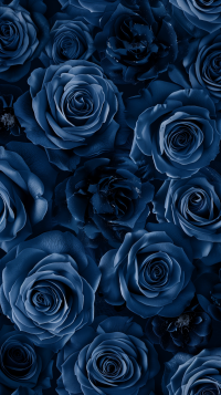 Rose Phone Wallpaper HD Wallpaper: Rose 4k New Full Hd Wallpaper,