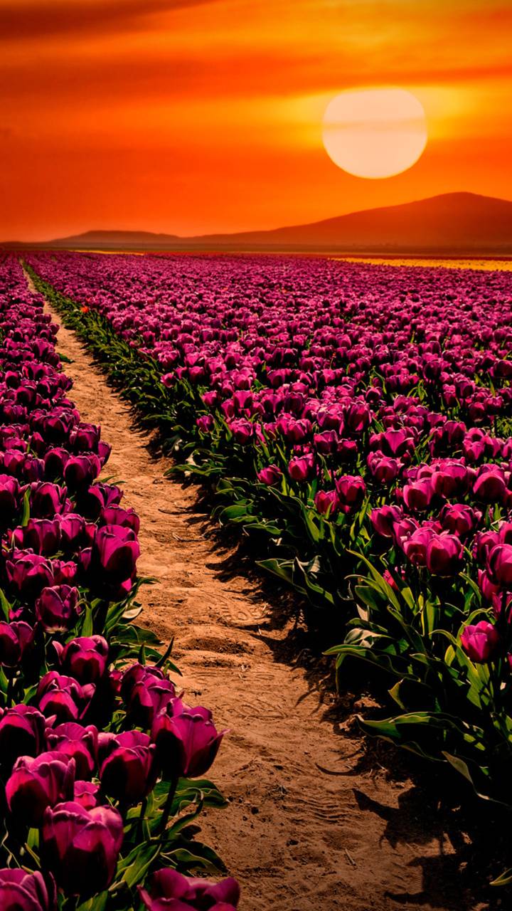 Download Purple Flower Earth Nature Tulip Phone Wallpaper
