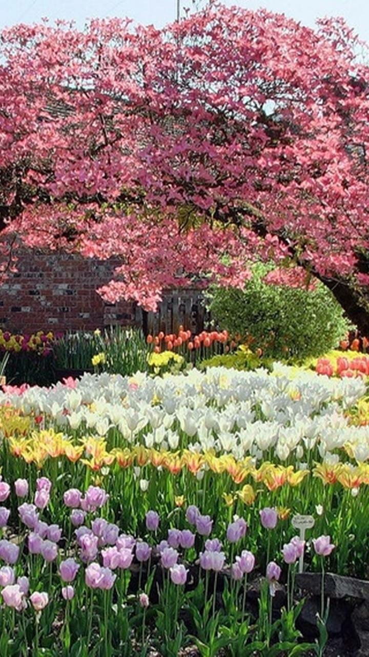Download Tree Field Flower Earth Nature Spring Phone Wallpaper