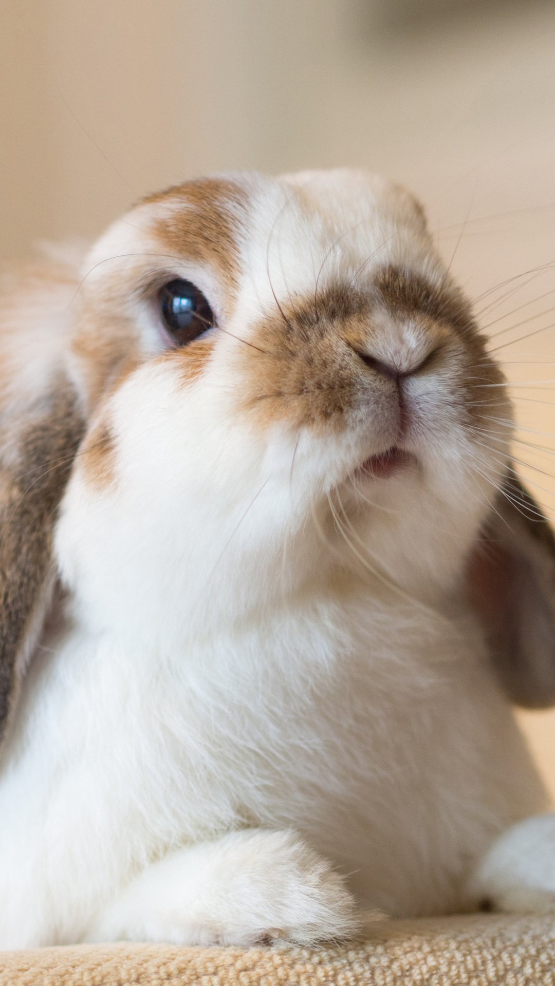 Download Animal Rabbit Phone Wallpaper