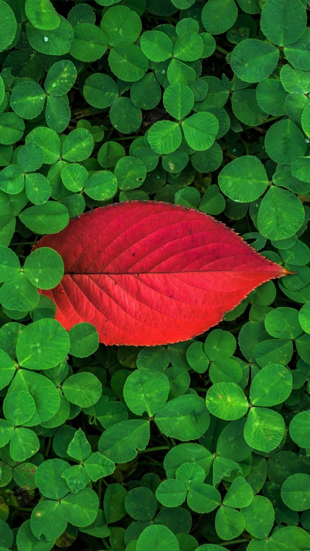 Download Leaf Fall Earth Nature Clover Phone Wallpaper