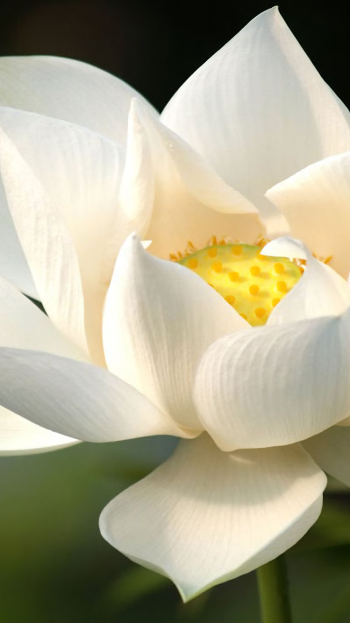 Download White Flower Flower Earth Nature Lotus Phone Wallpaper