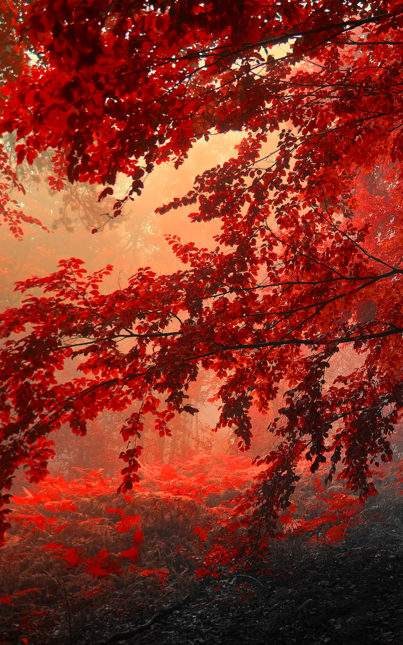 Download Forest Fall Nature Tree Phone Wallpaper