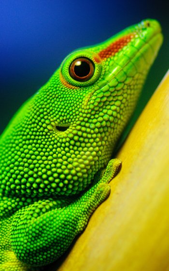 Gecko - Desktop Wallpapers, Phone Wallpaper, PFP, Gifs, and More!