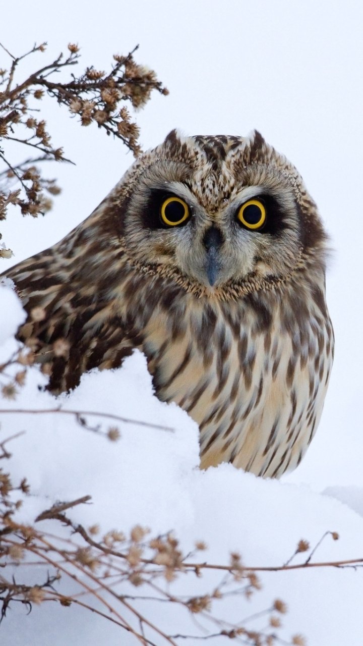 Download Animal Owl Phone Wallpaper