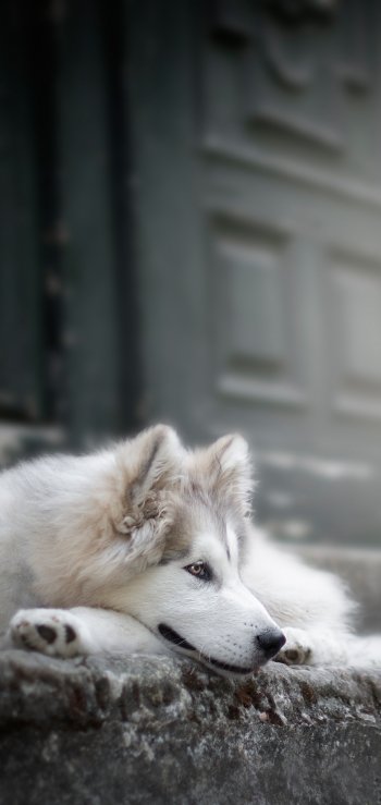 Siberian Husky - Desktop Wallpapers, Phone Wallpaper, PFP, Gifs, and More!