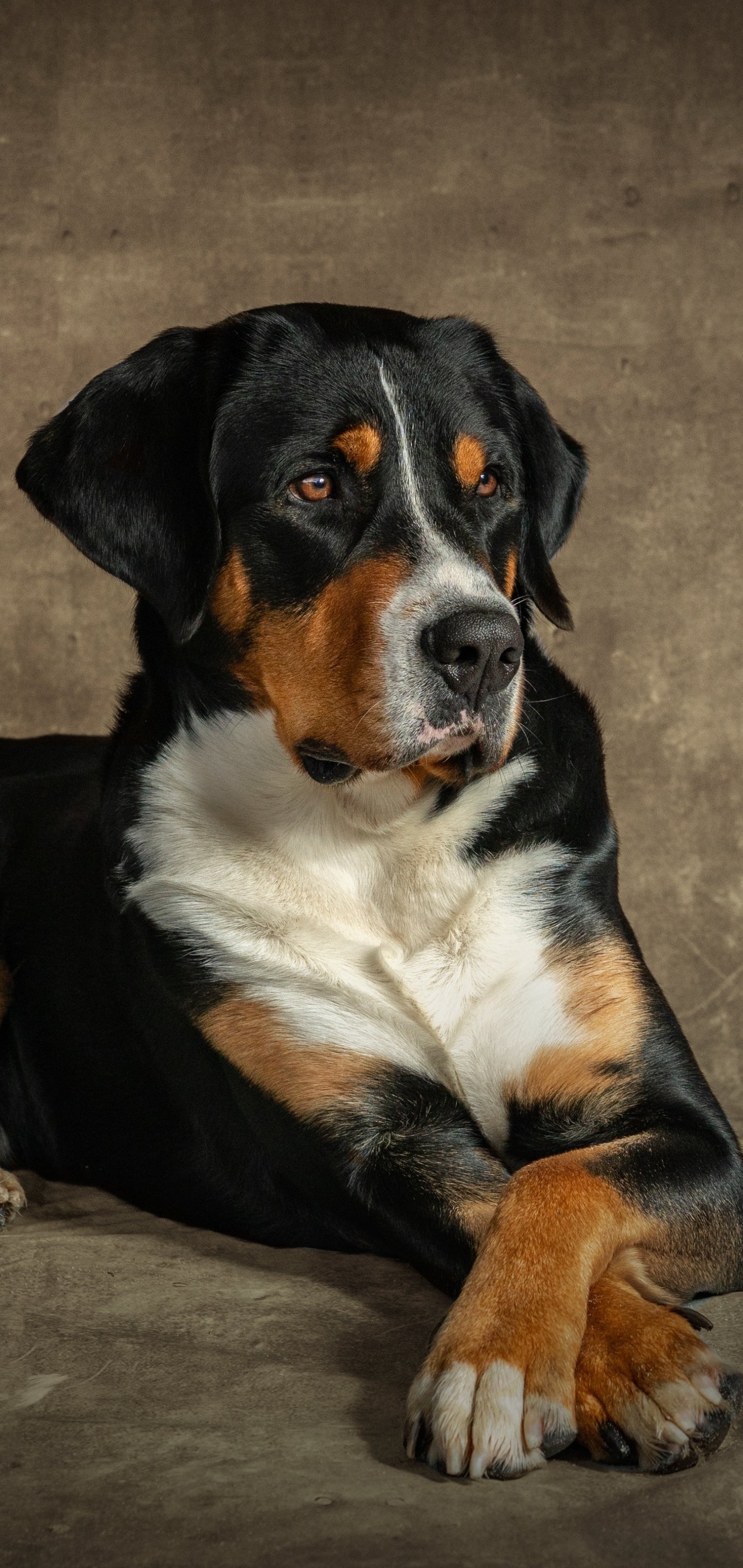 Download Animal Dog Phone Wallpaper