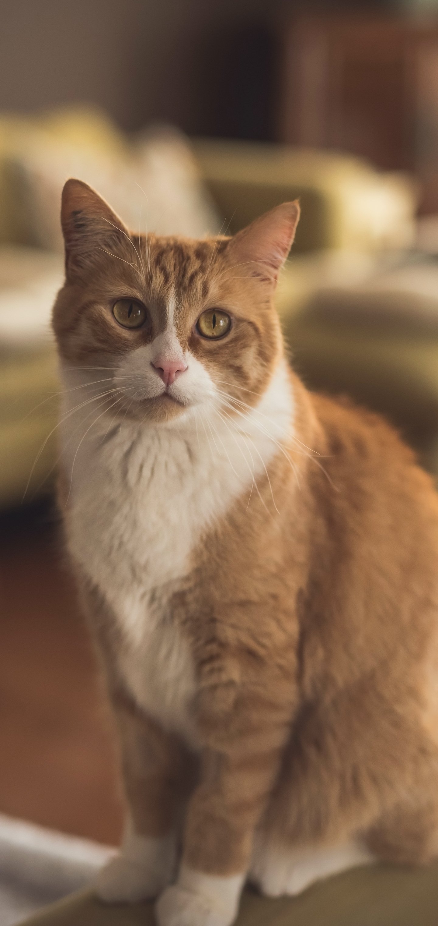 Download Animal Cat Phone Wallpaper