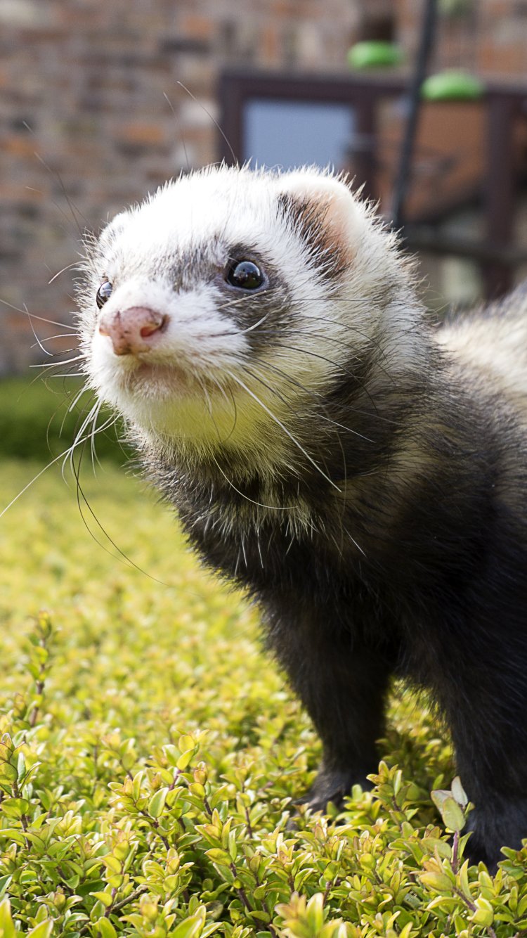 Ferret Phone Wallpapers