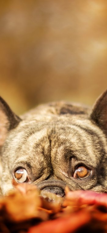 French Bulldog Phone Wallpapers