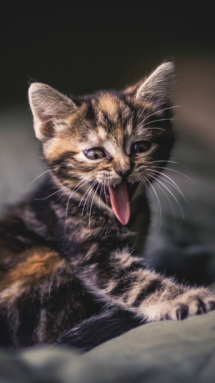 Download Kitten Animal Cat Phone Wallpaper