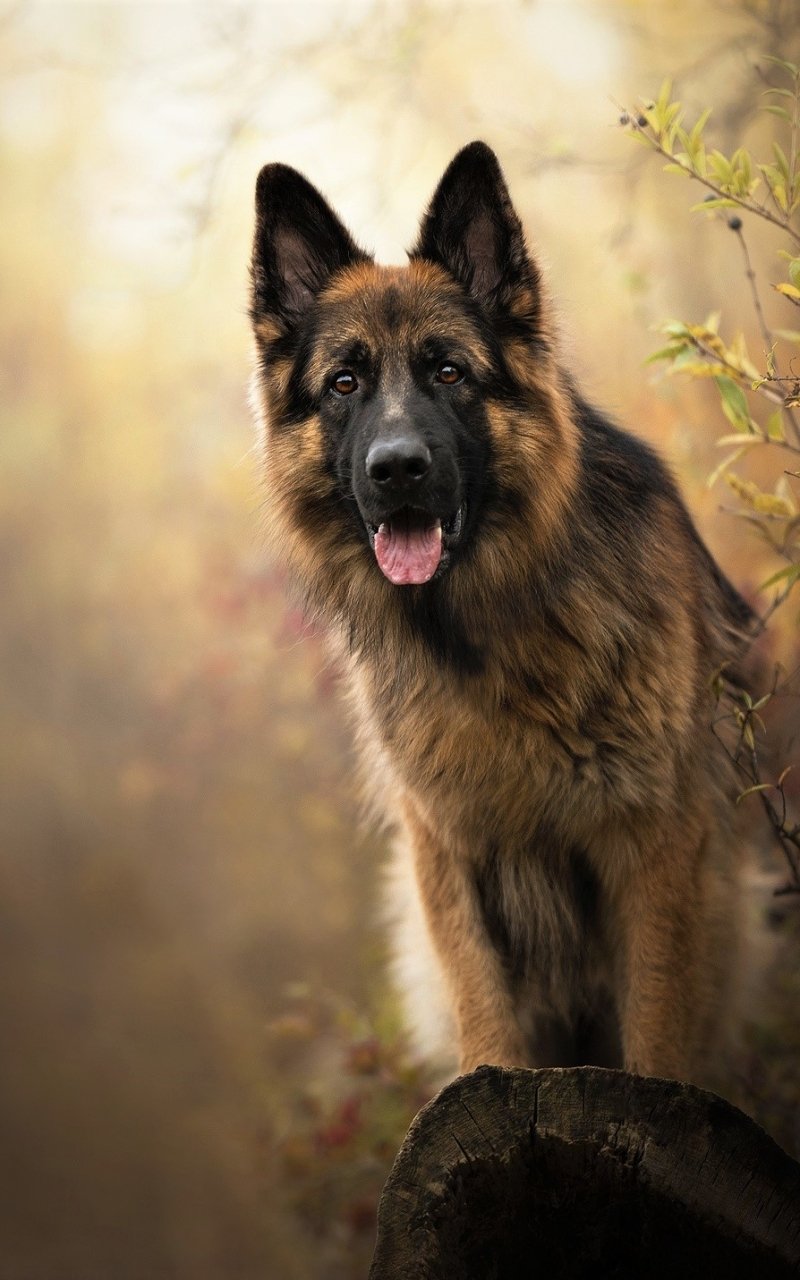 Download Dog Animal German Shepherd Phone Wallpaper