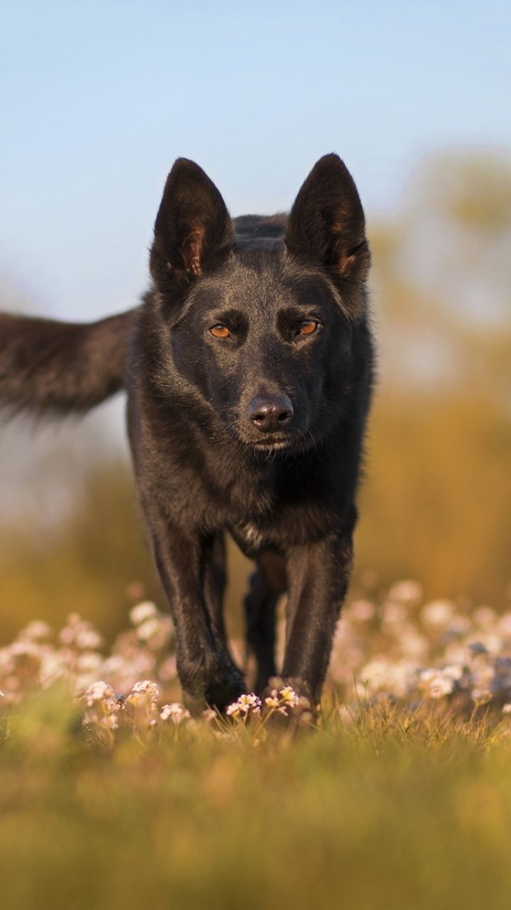 Australian Kelpie - Desktop Wallpapers, Phone Wallpaper, PFP, Gifs, and ...