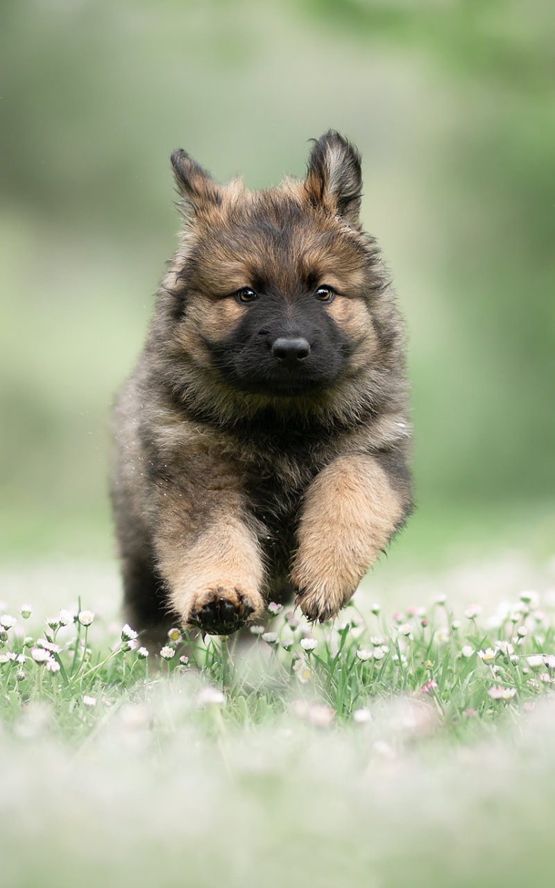 Download Puppy Baby Animal Dog Animal German Shepherd Phone Wallpaper