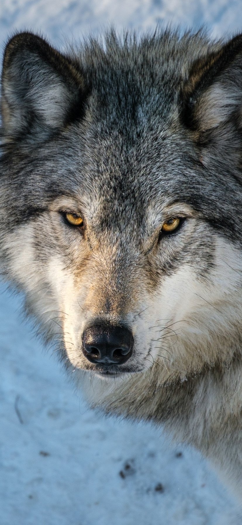 Download Animal Wolf Phone Wallpaper