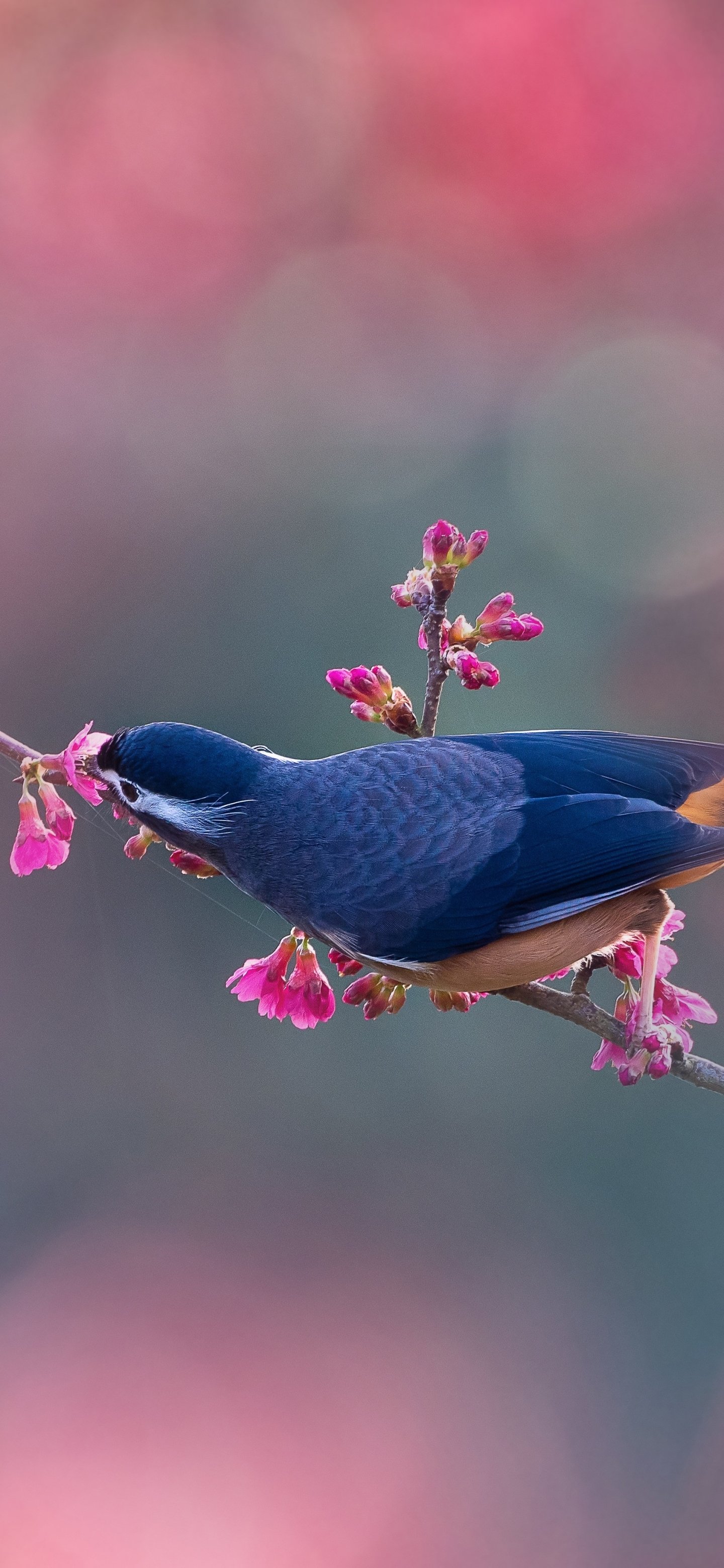 White-eared Sibia - Desktop Wallpapers, Phone Wallpaper, Pfp, Gifs, And