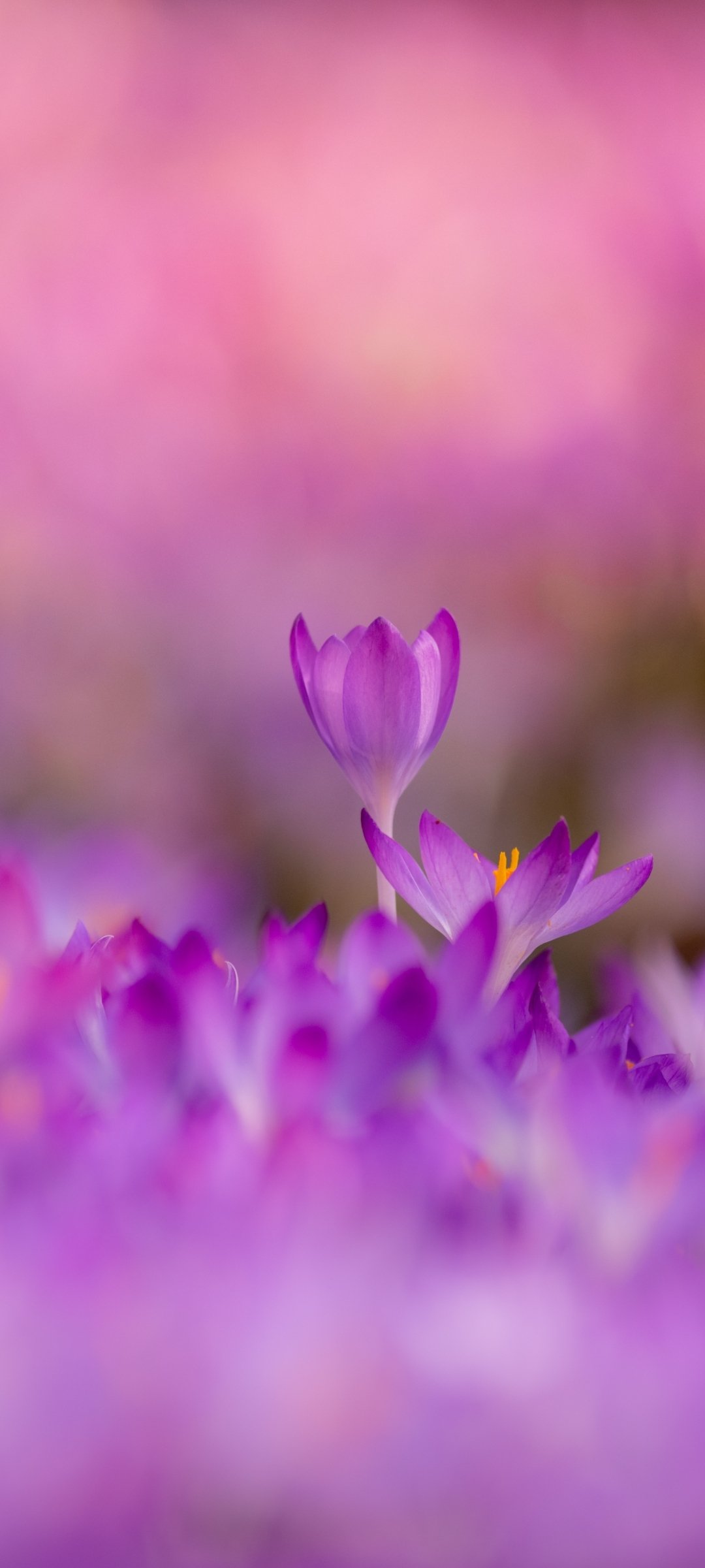 Crocus iPhone Wallpapers