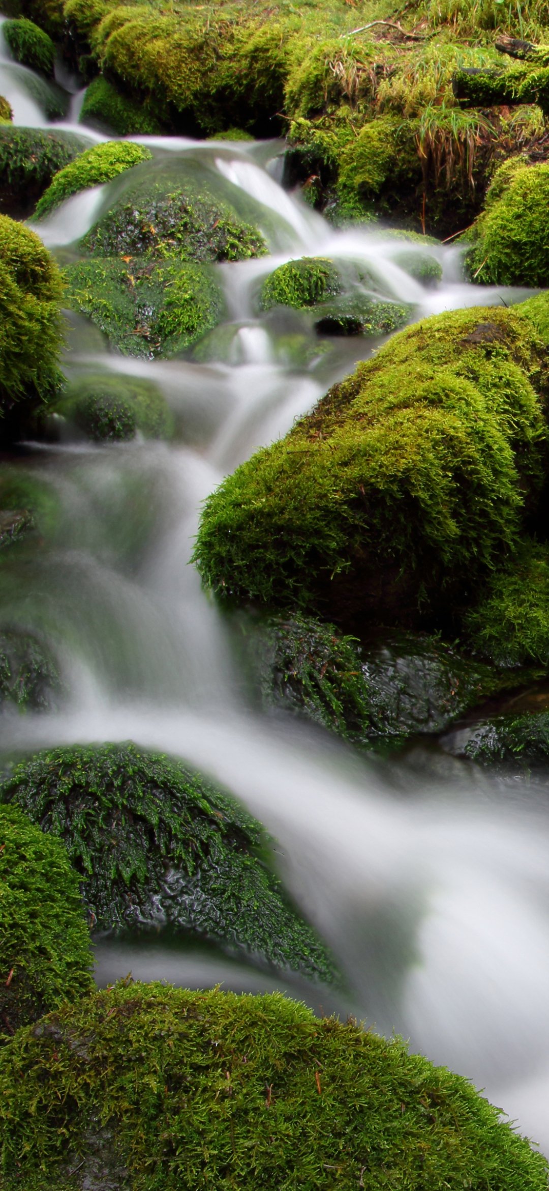 Moss Phone Wallpapers