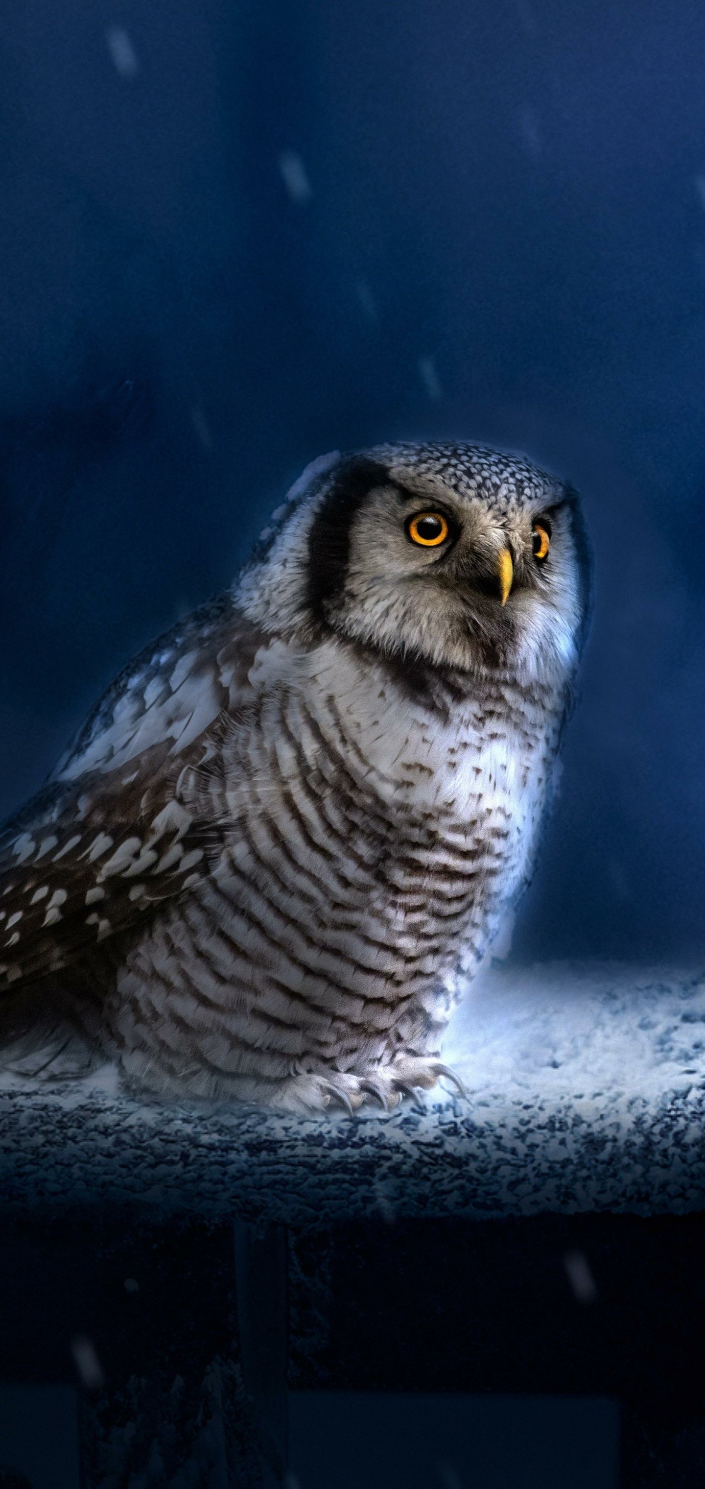 Download Animal Owl Phone Wallpaper