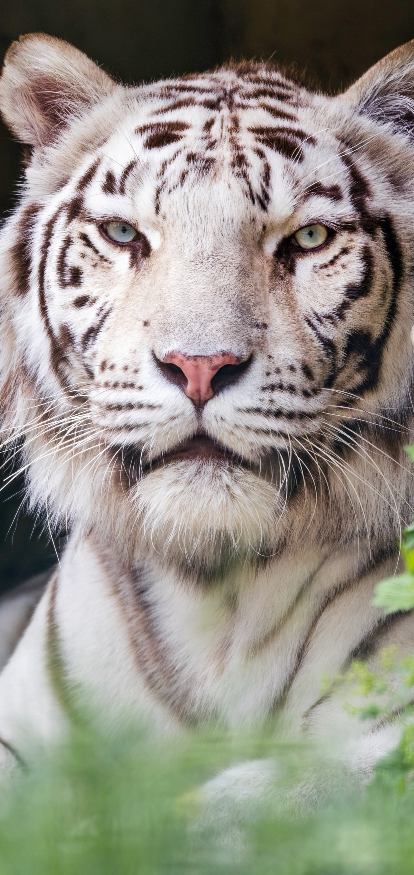 White Tiger Phone Wallpapers