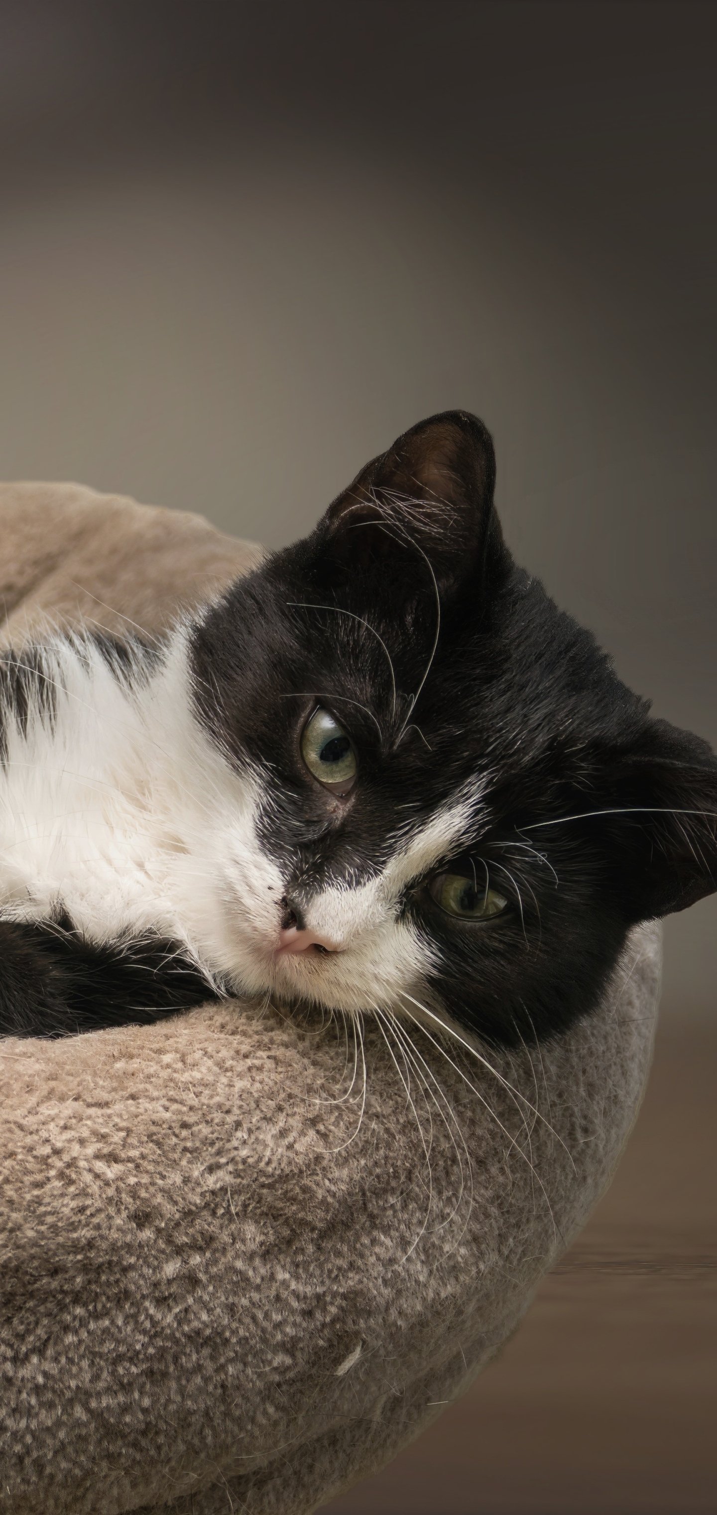 Download Animal Cat Phone Wallpaper