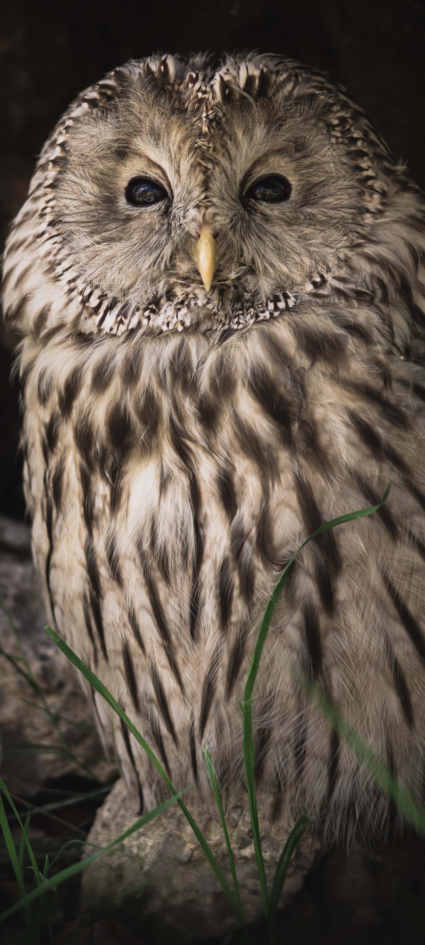 Download Animal Owl Phone Wallpaper