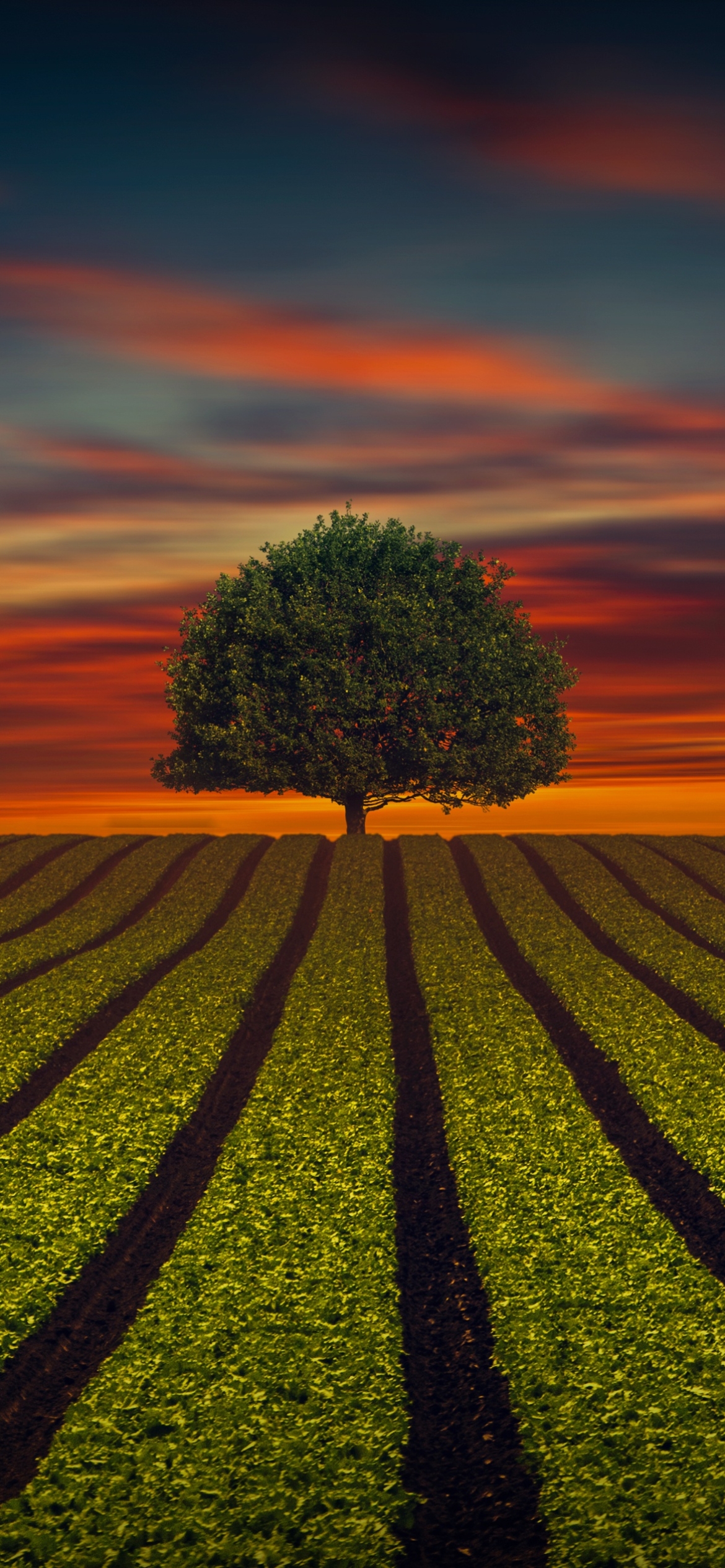 Download Nature Tree Phone Wallpaper