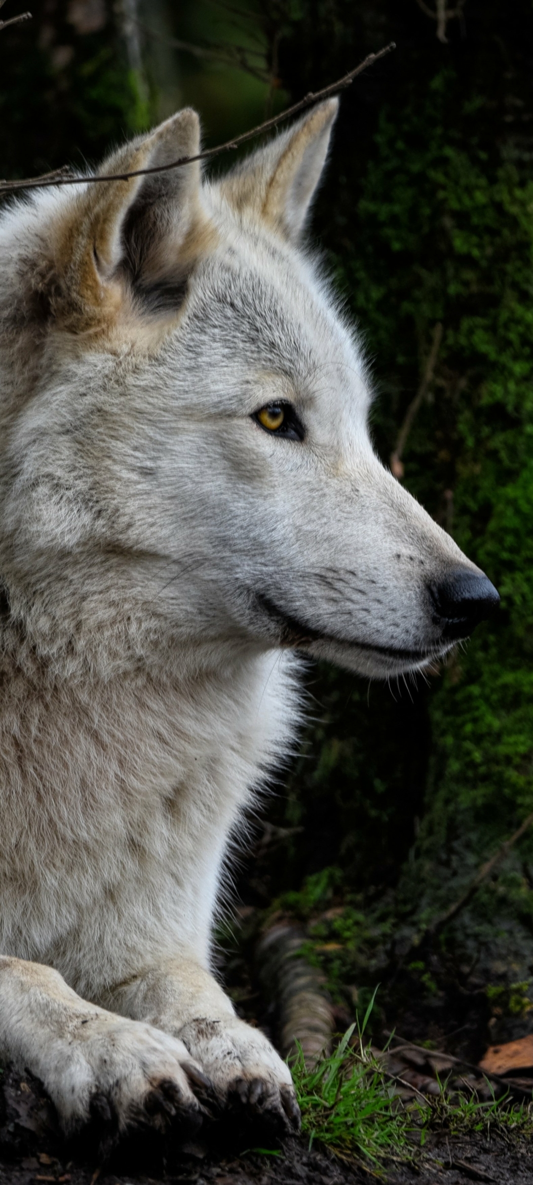 Download Animal Wolf Phone Wallpaper